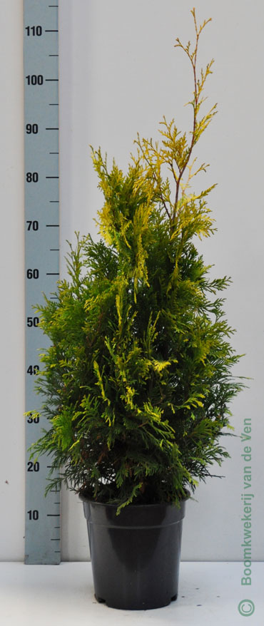 Boomkwekerij van de Ven